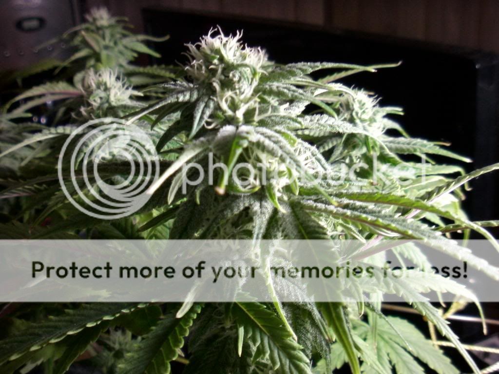 Stoneslacker's new 250w micro hempy scrog Blueberry, Blackjack and ...