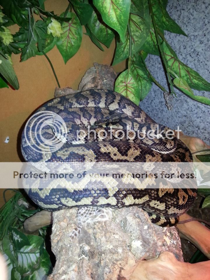 NW England - Adult Male Coastal Carpet Python for Sale | Reptile Forums